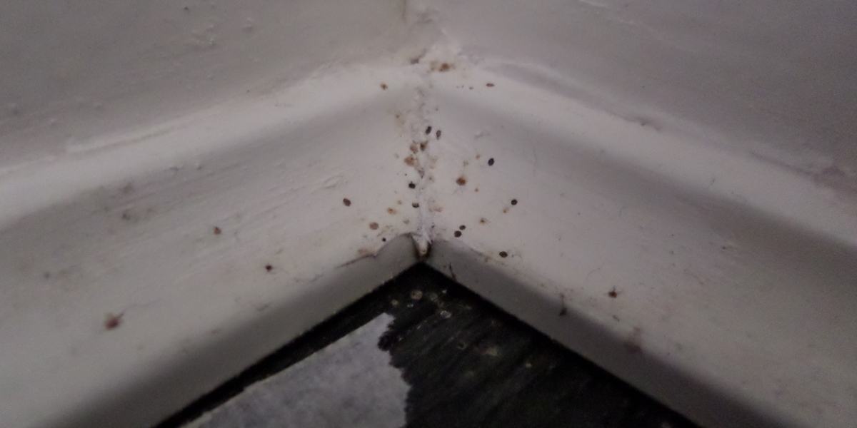 What Does Spider Poop Look Like?